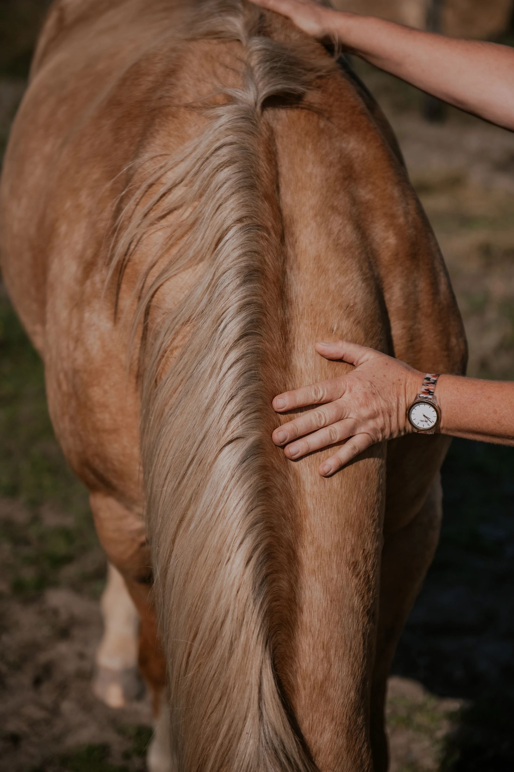 Cardinia Equine Assisted Counselling - Home Cardinia Equine Assisted Counselling - Home